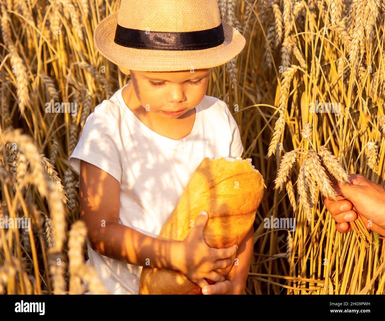 happy child and father in the field of ripening wheat. boy and dad are ...