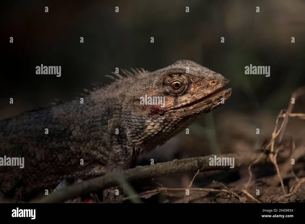 Side face close up of a deadly garden lizard Stock Photo - Alamy
