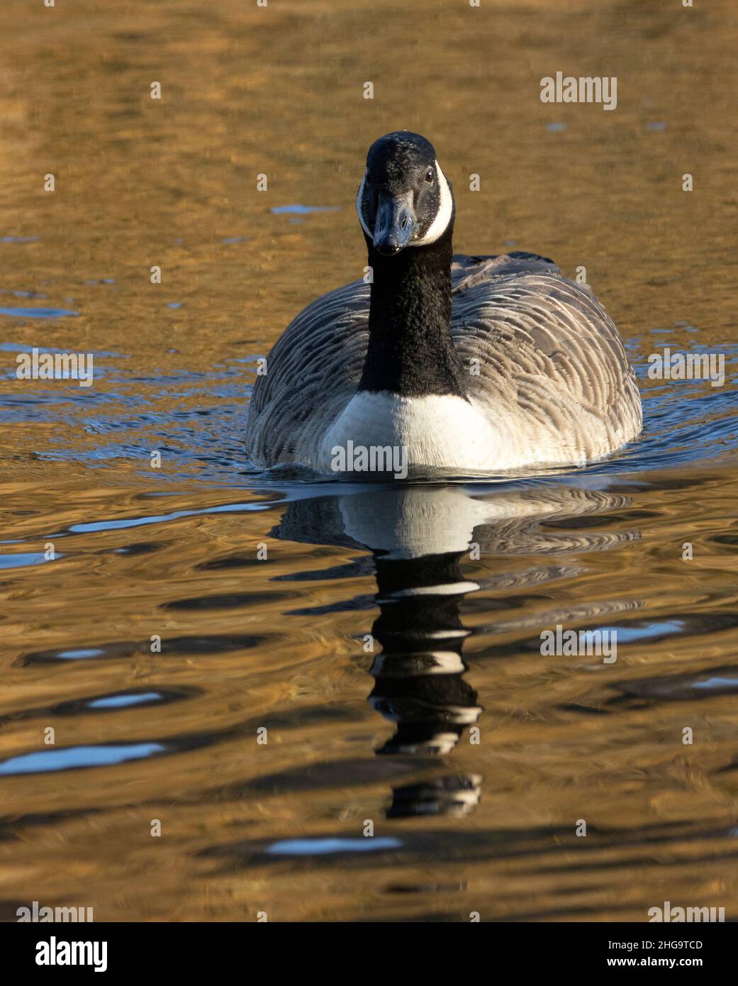 Originally introduced the Canada goose is a common sight on UK ...
