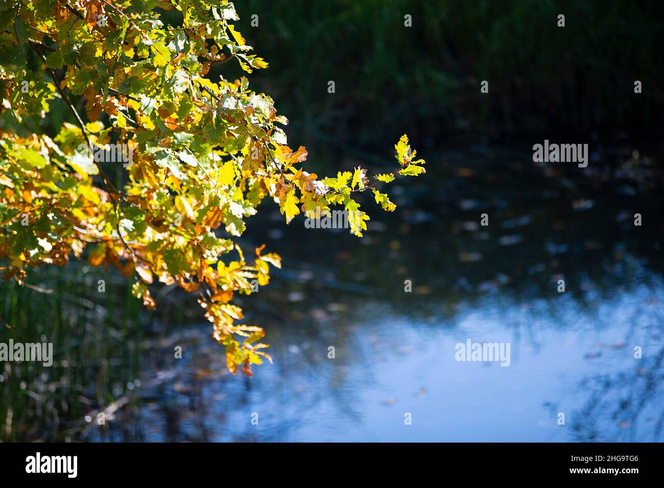 A branch of an old autumn oak tree hangs over the blue water of a ...
