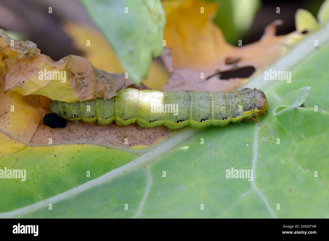 Caterpillar moth of the family Noctuidae - owlet moths, armyworm on ...