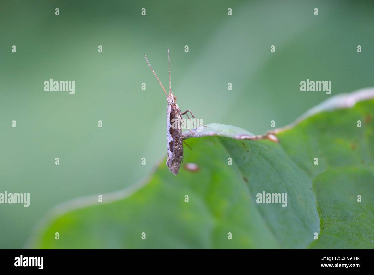 Diamond-back moth (Plutella xylostella) on Rapeseed leaf. Migratory ...