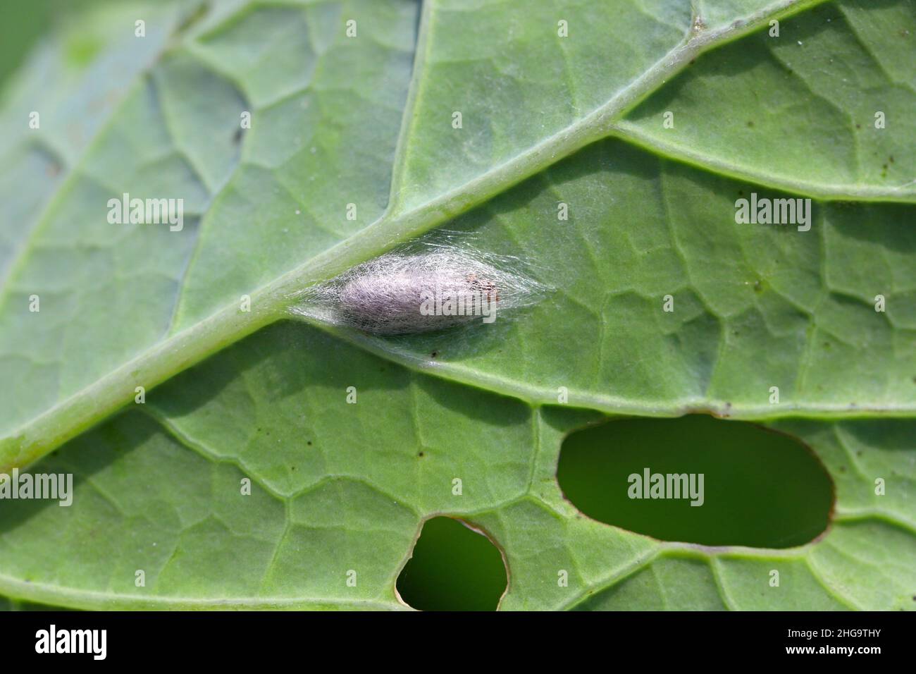 Parasitoid pupa in a pupal sheath under a leaf Stock Photo - Alamy