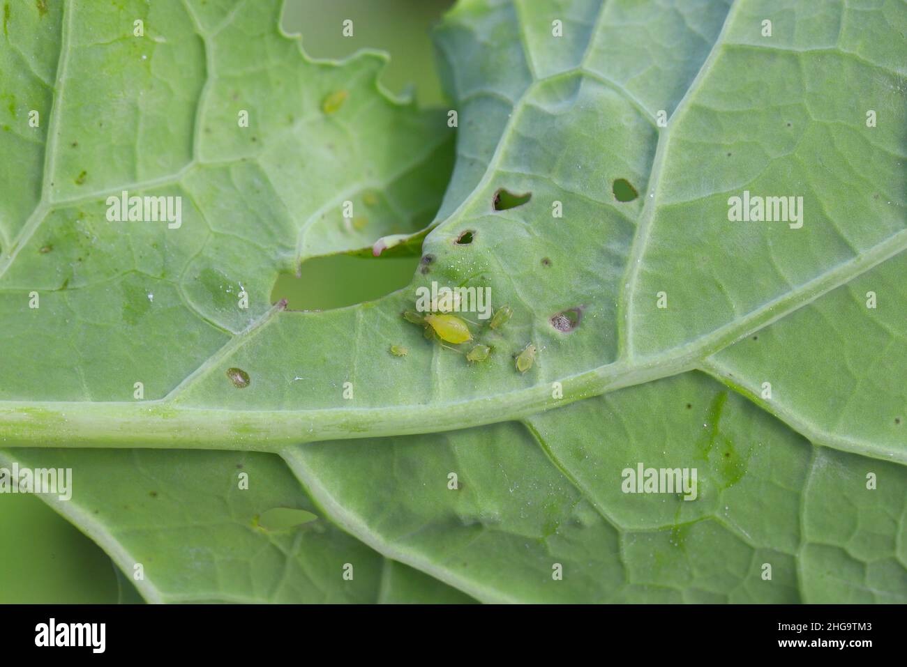 Myzus persicae, known as the green peach aphid or the peach-potato ...