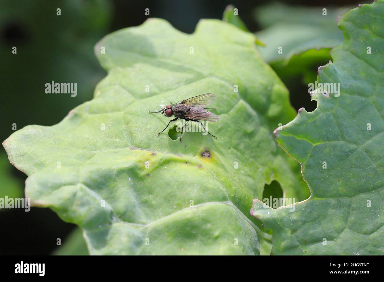 Cabbage fly (also cabbage root fly, root fly or turnip fly) - Delia ...