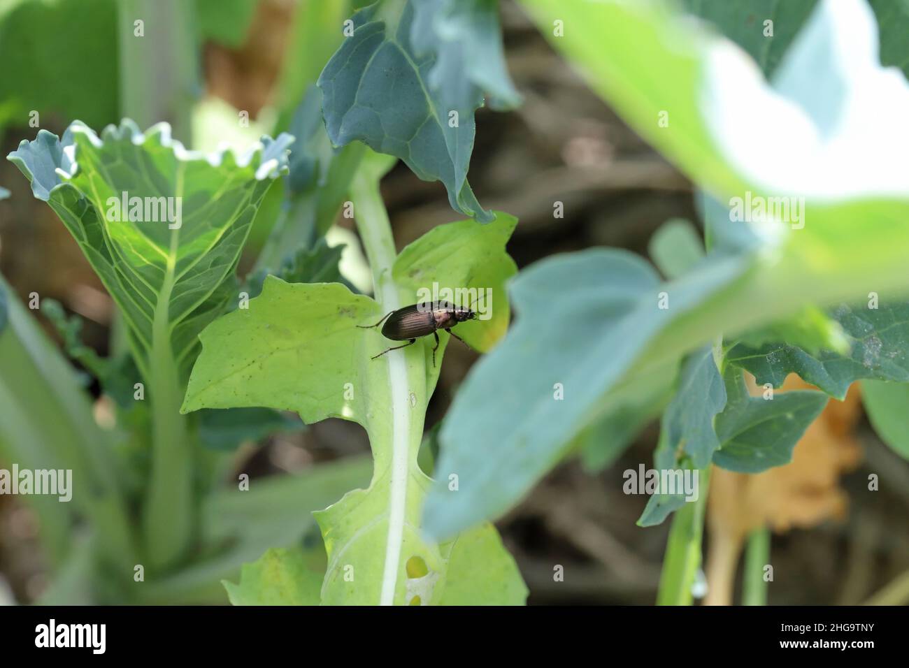 A beetle of the genus Amara of the family Carabidae - Ground beetles ...