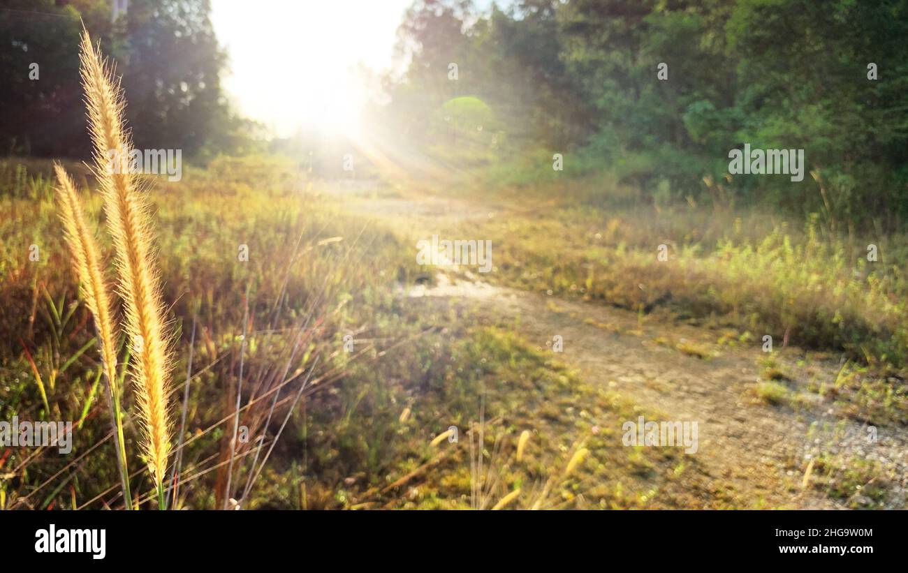 Bright shining sun on a pathway with vintage nature background. Nature ...