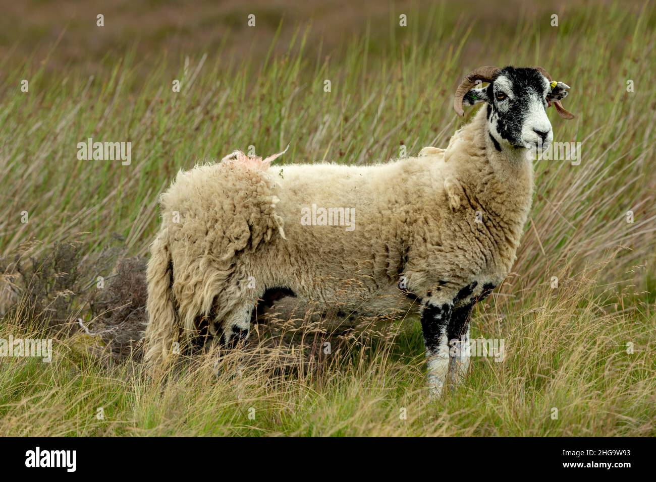 Close up of a Swaledale Ewe or female sheep in Summer. Facing front and ...