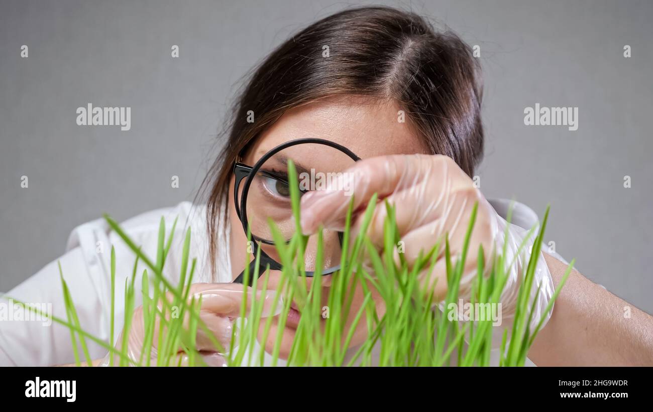 Specialist looks at green laboratory grass through magnifier Stock ...