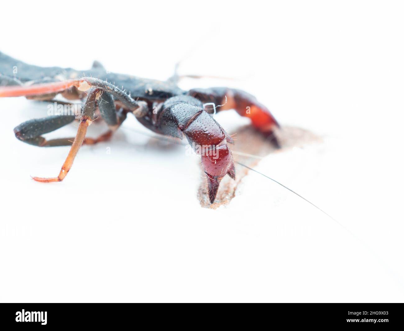 Animals wildlife fauna invertebrates Cut Out Stock Images & Pictures ...