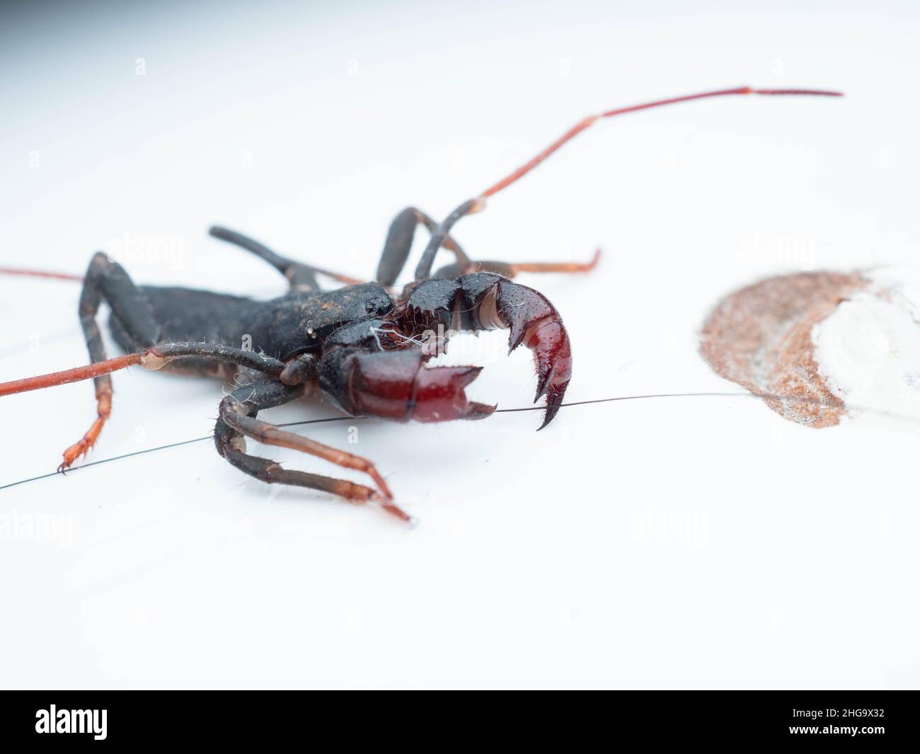 Whip scorpions hi-res stock photography and images - Alamy