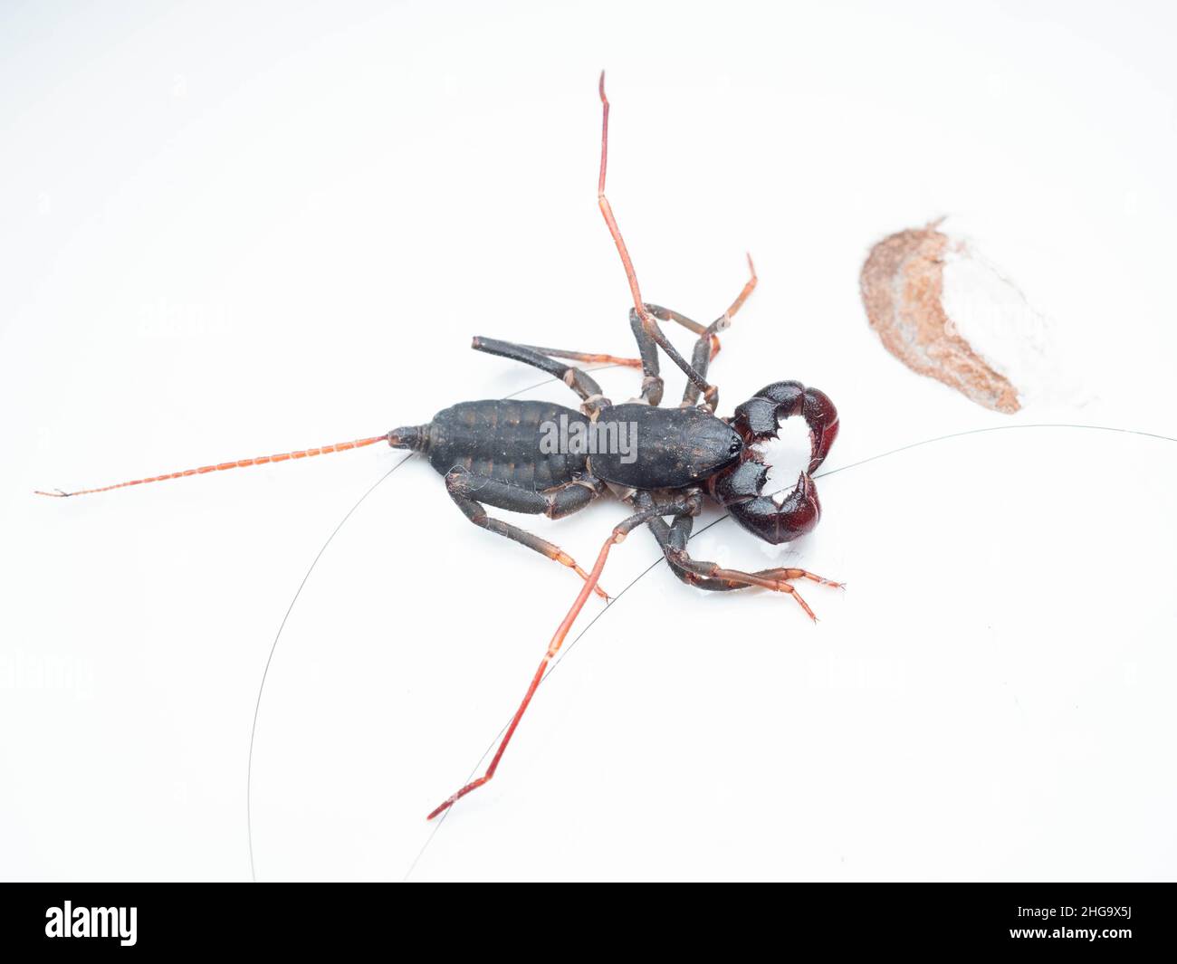 Close up shoot of Thelyphonida, an arachnid order comprising ...