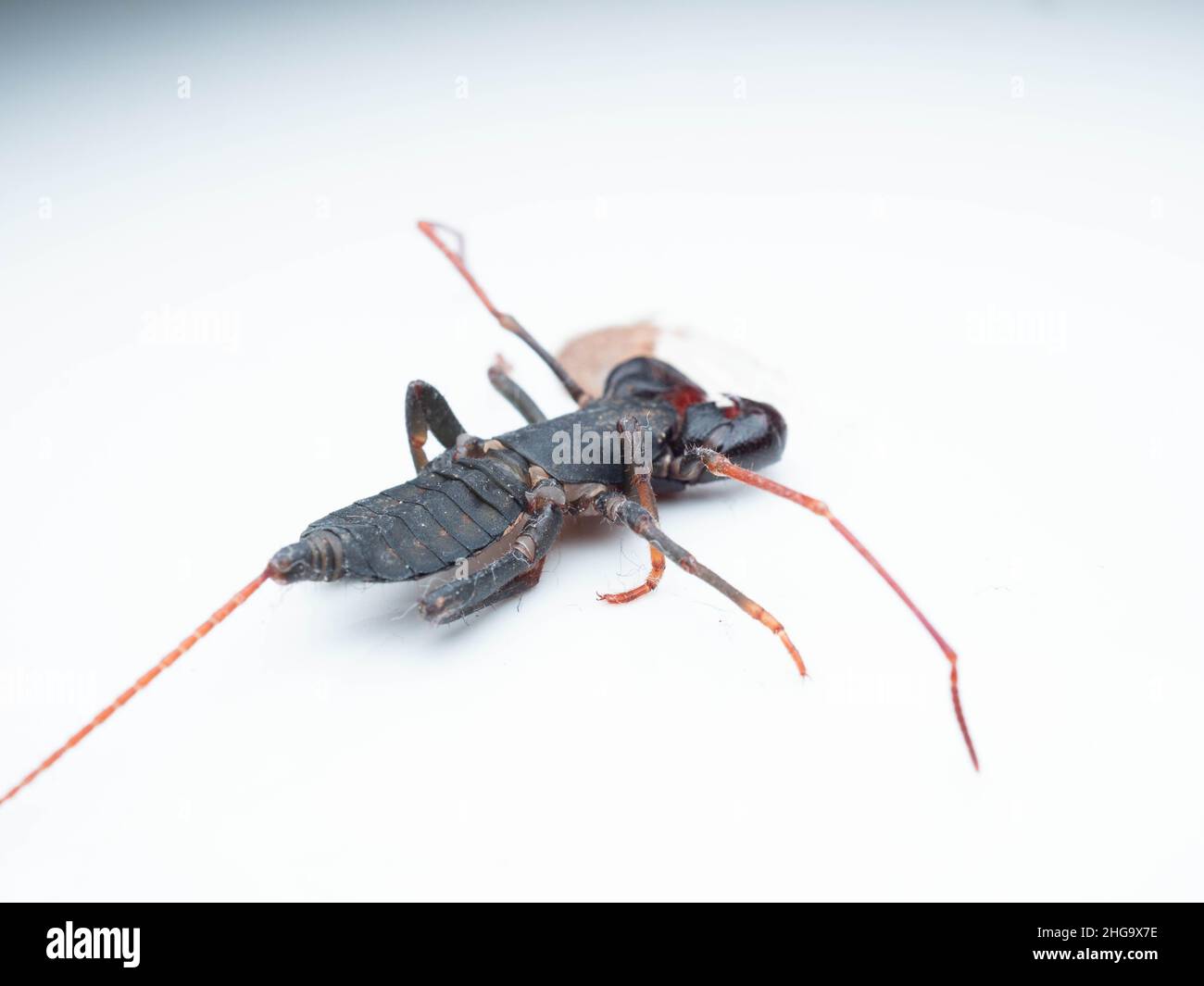 Whip scorpions hi-res stock photography and images - Alamy