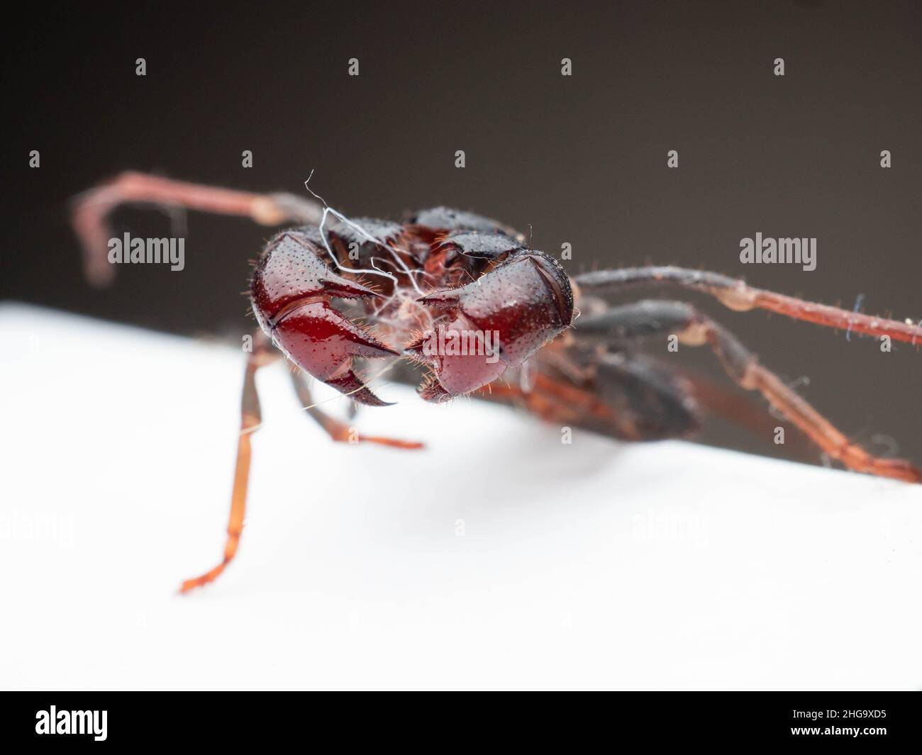 Close up shoot of Thelyphonida, an arachnid order comprising ...