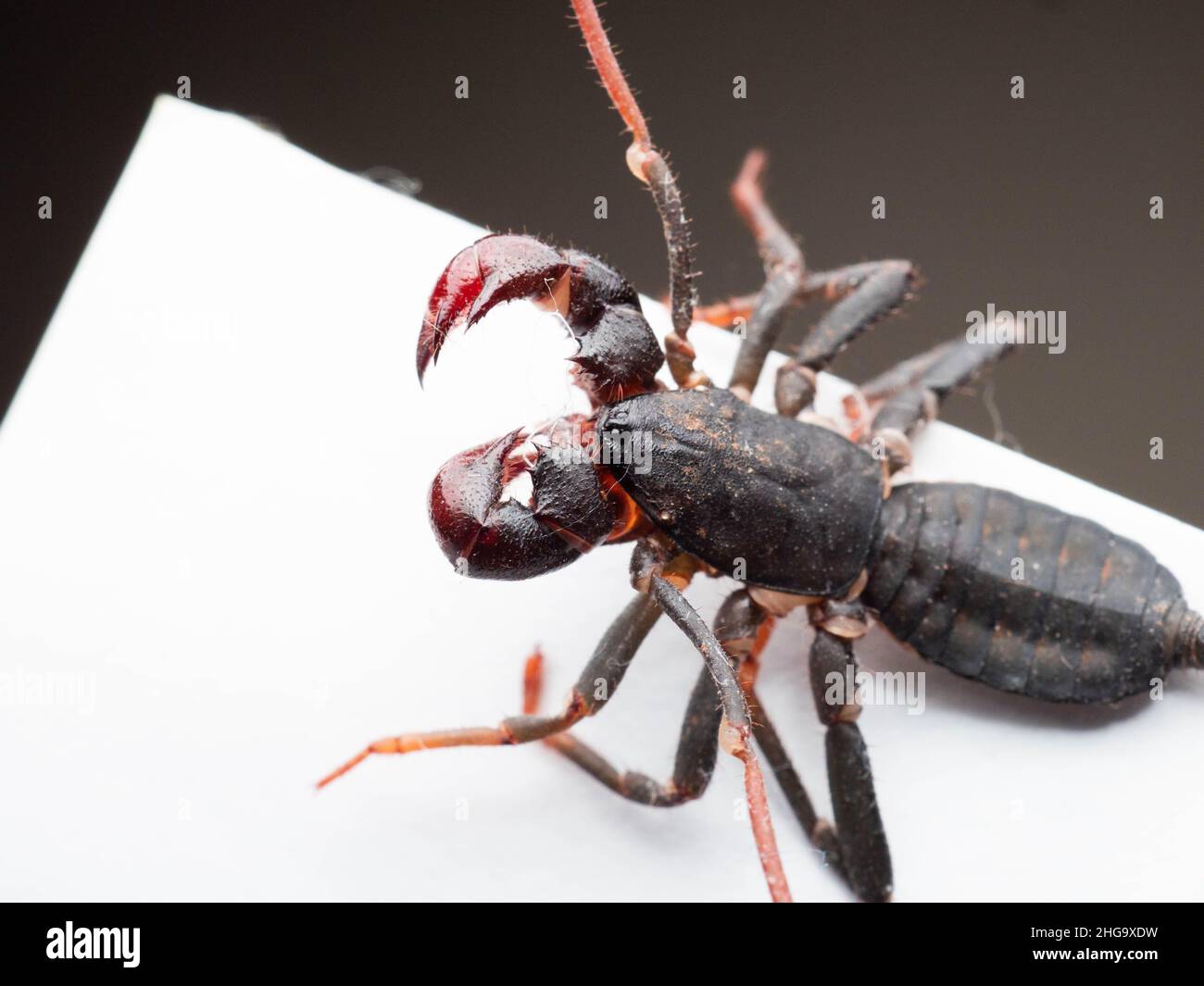 Whip scorpions hi-res stock photography and images - Alamy