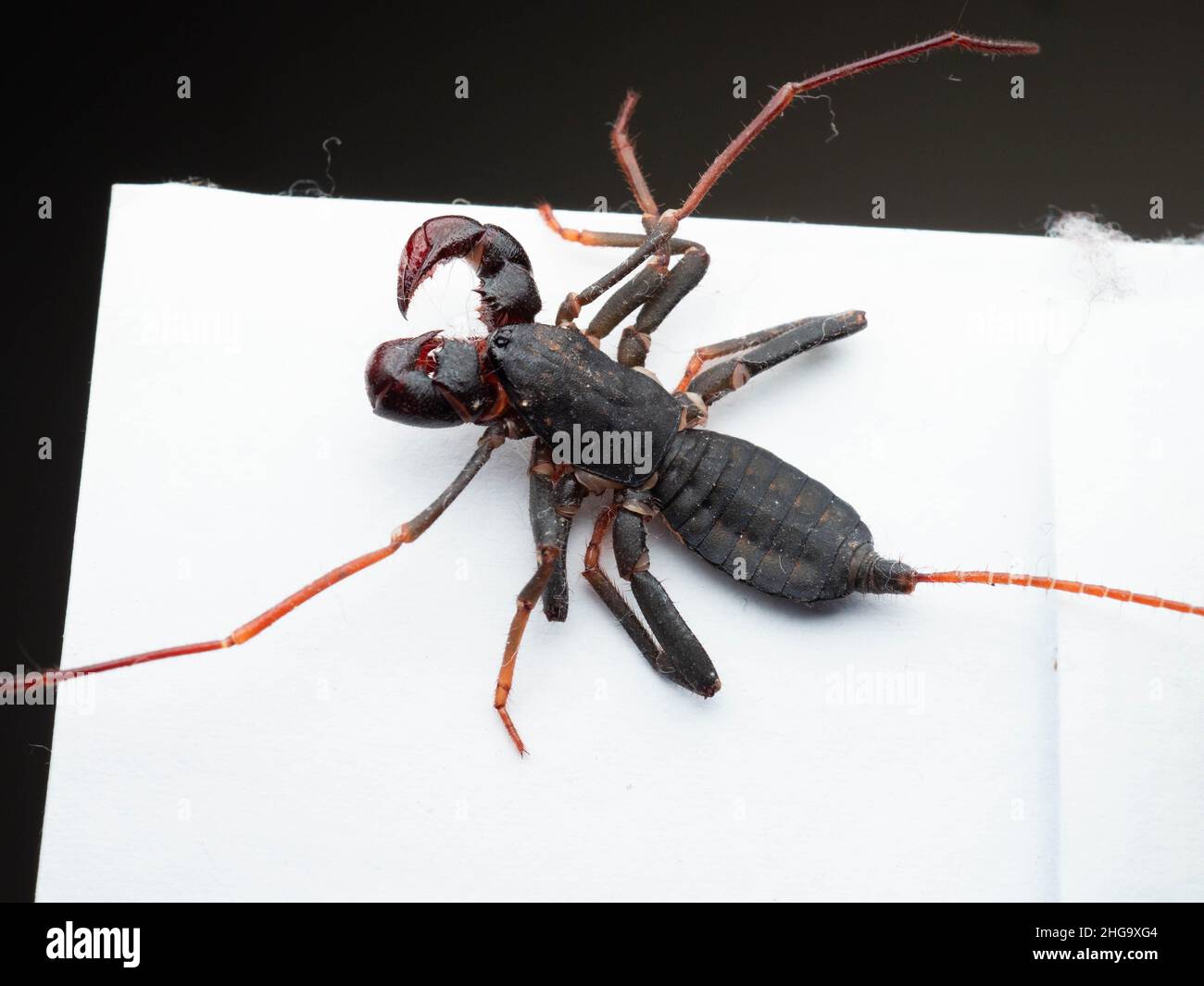 Close up shoot of Thelyphonida, an arachnid order comprising ...