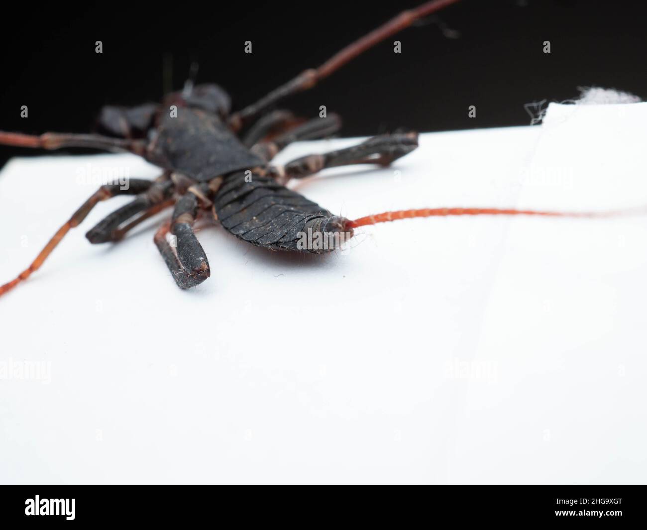 Close up shoot of Thelyphonida, an arachnid order comprising ...