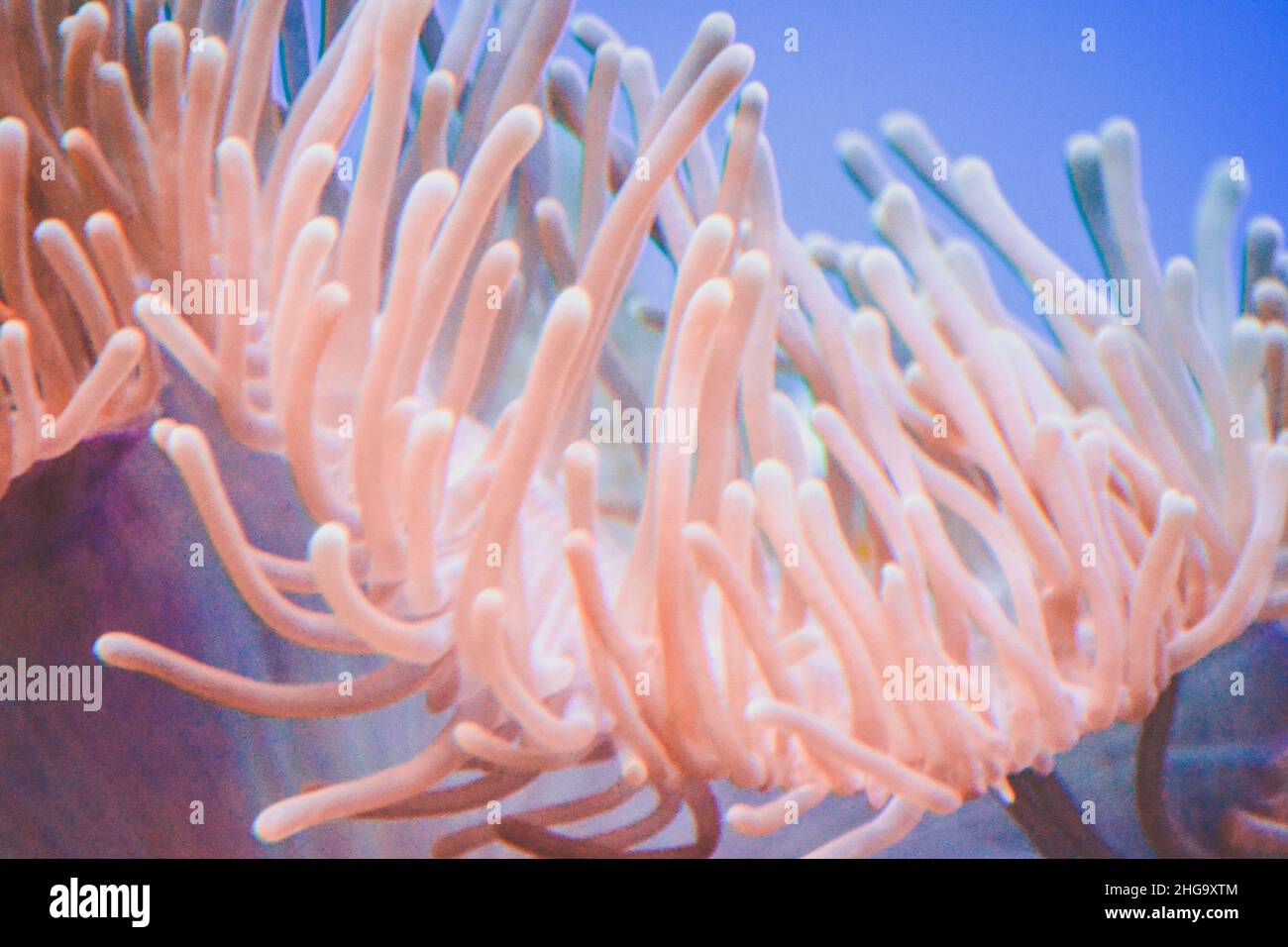 Coral reef in aquarium - cnidaria Stock Photo - Alamy