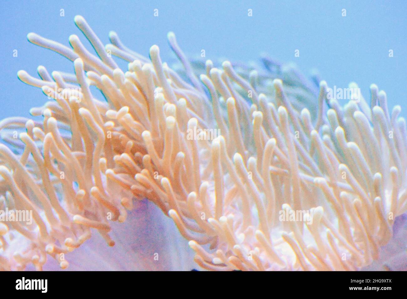 Coral reef in aquarium - cnidaria Stock Photo - Alamy