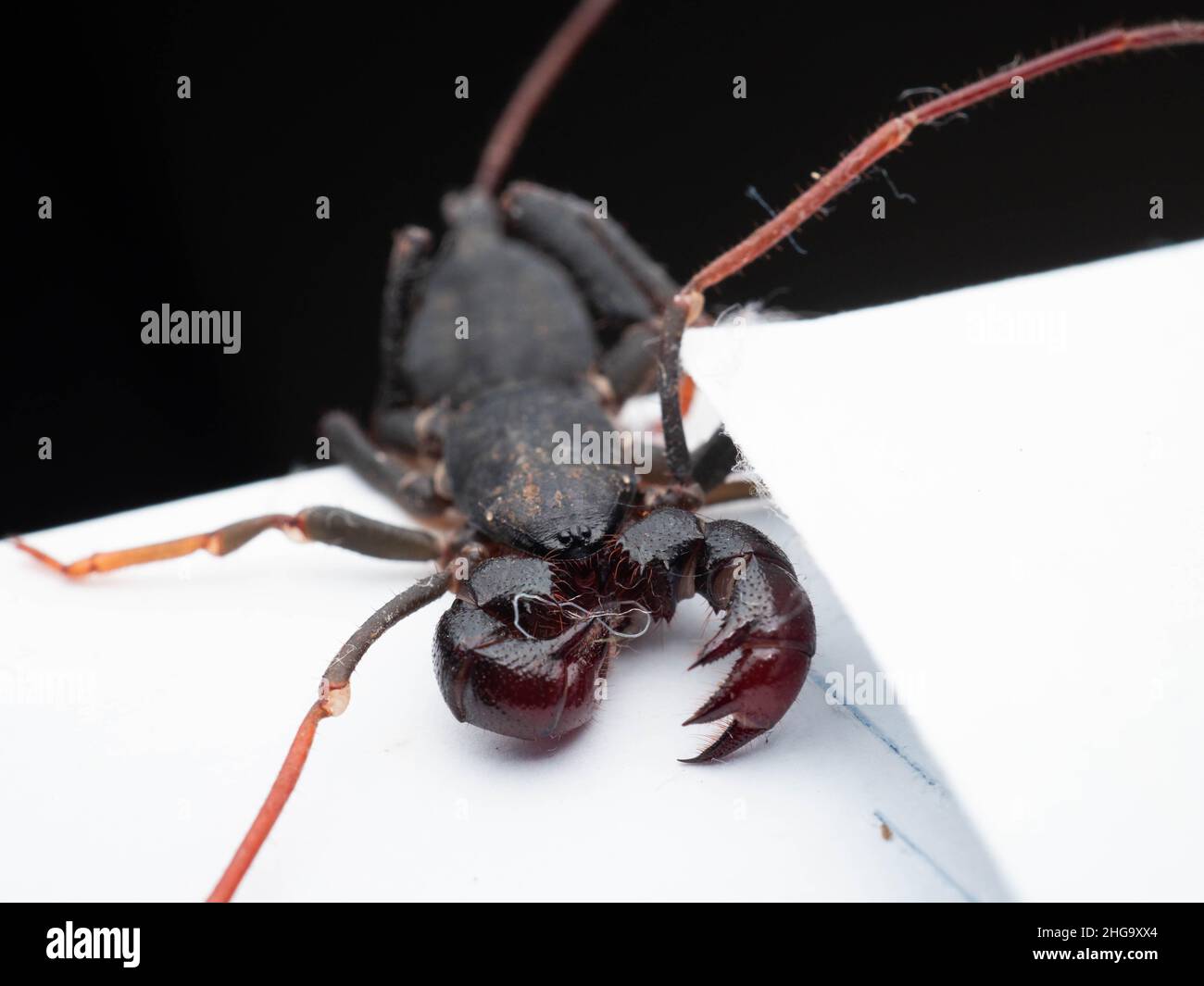 Close up shoot of Thelyphonida, an arachnid order comprising ...