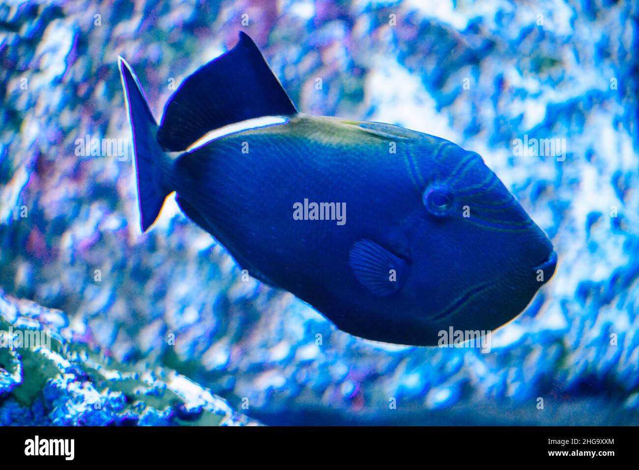 Dark blue marine fish with white stripes Stock Photo - Alamy