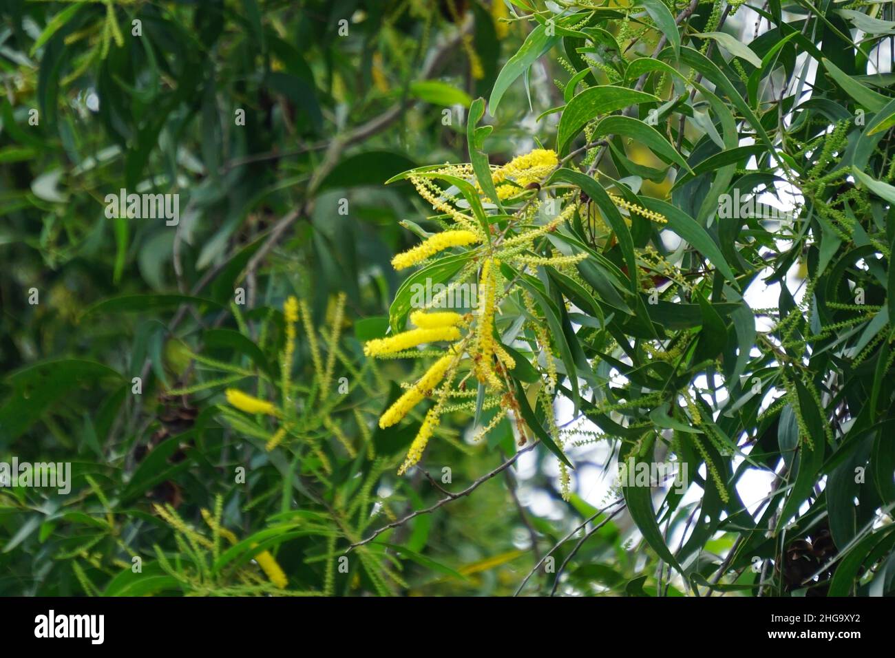 Acacia aneura flower (also called mulga, true mulga, akasia) with a ...