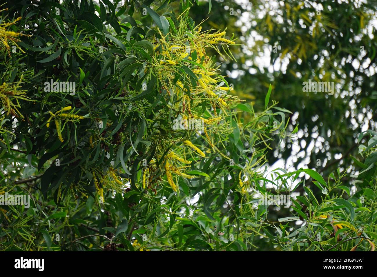 Acacia aneura flower (also called mulga, true mulga, akasia) with a ...