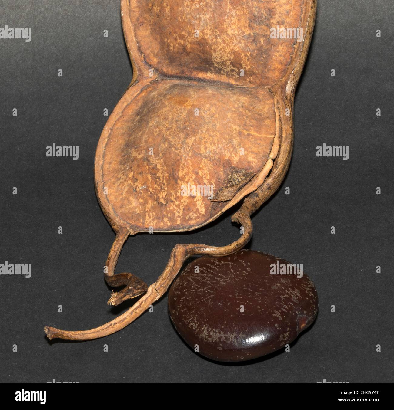 Snuff box sea bean hi-res stock photography and images - Alamy