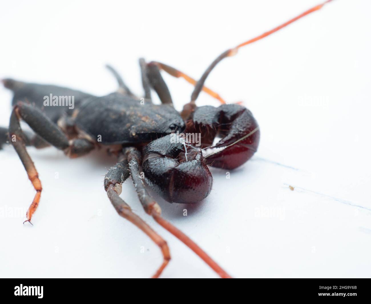 Close up shoot of Thelyphonida, an arachnid order comprising ...