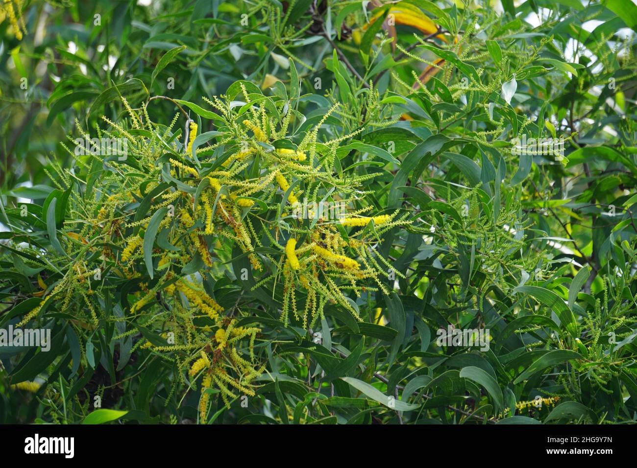Acacia aneura flower (also called mulga, true mulga, akasia) with a ...