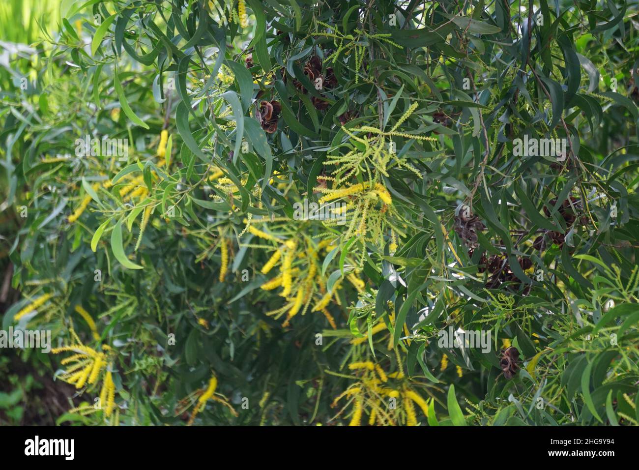 Acacia aneura flower (also called mulga, true mulga, akasia) with a ...