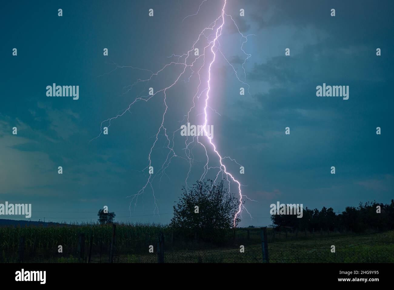 Bright branched bolt of lightning strikes very close behind a tree in ...