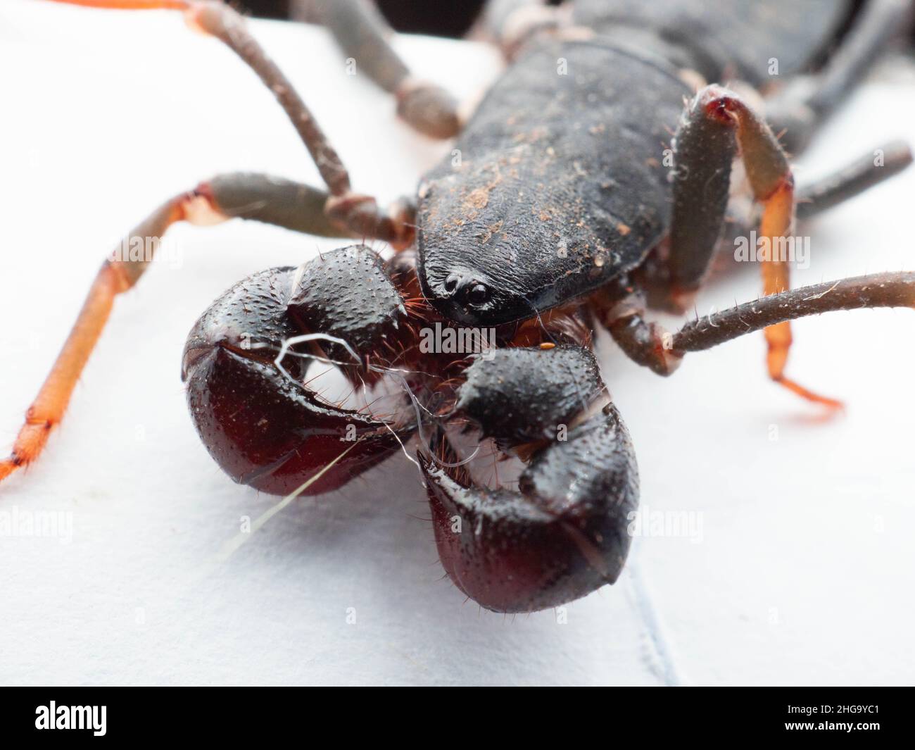Close up shoot of Thelyphonida, an arachnid order comprising ...
