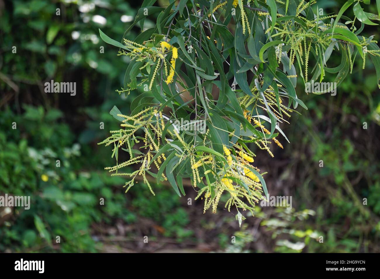 Acacia aneura flower (also called mulga, true mulga, akasia) with a ...