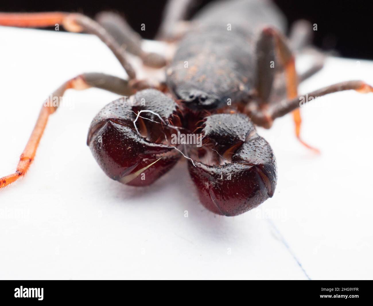 Close up shoot of Thelyphonida, an arachnid order comprising ...