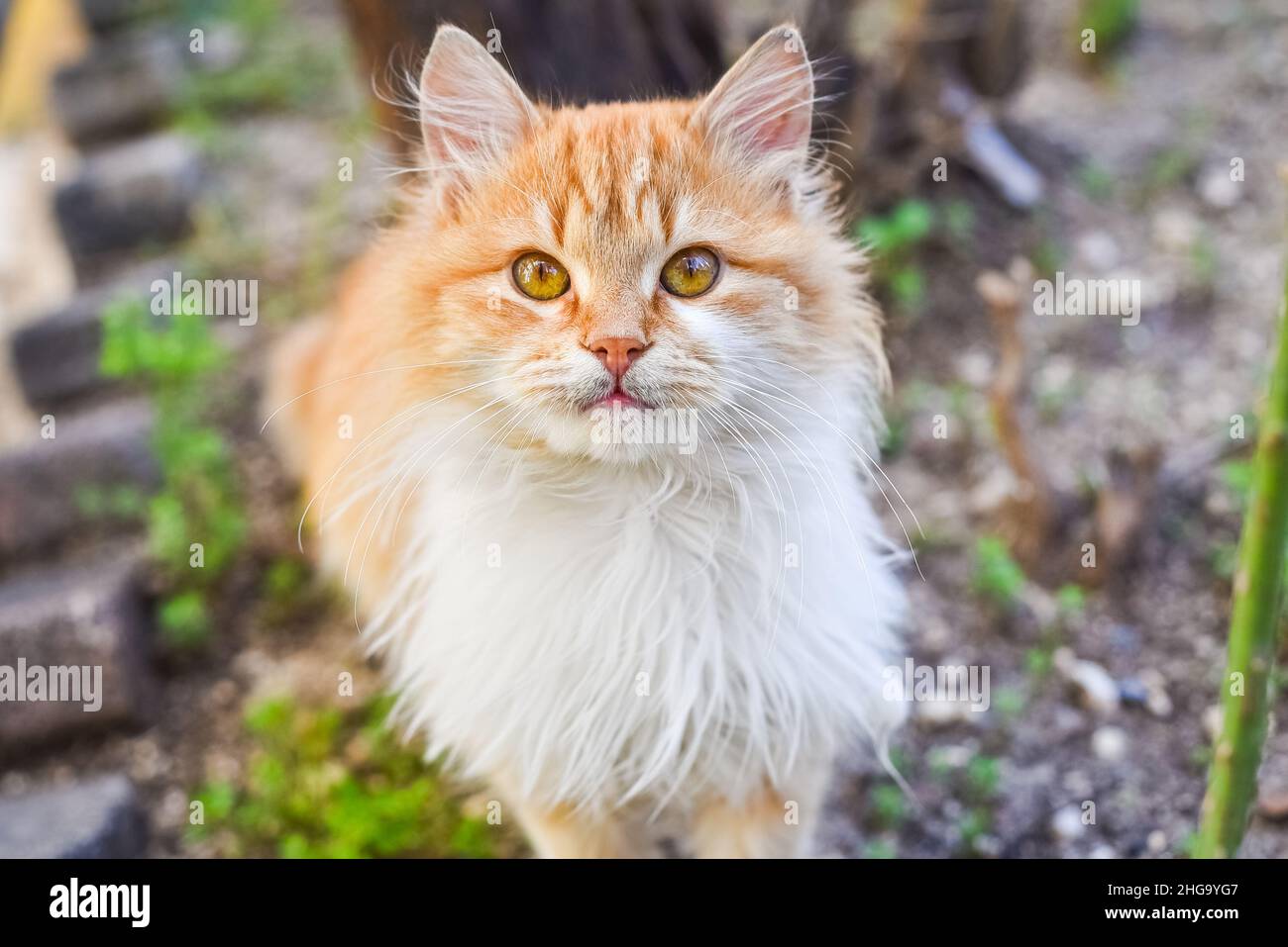Portrait of a red cat outdoors. Sweet fluffy cat looking the camera ...