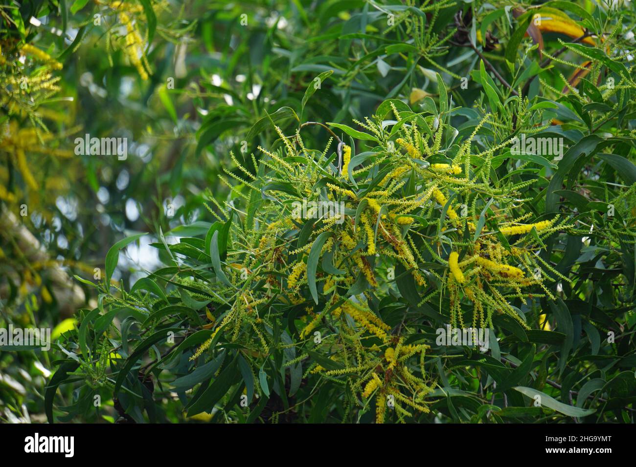Acacia aneura flower (also called mulga, true mulga, akasia) with a ...
