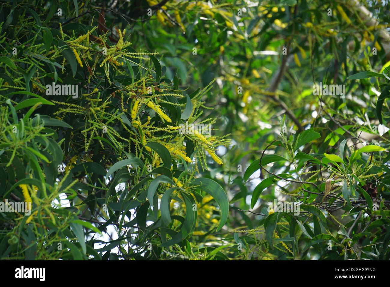 Acacia aneura flower (also called mulga, true mulga, akasia) with a ...