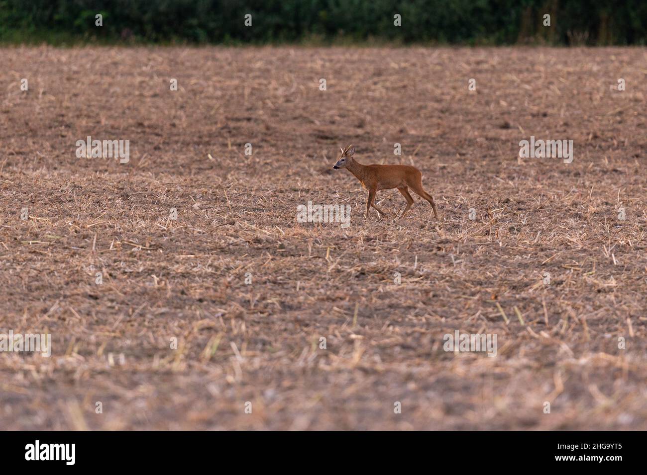 Roe deer male on the magical green grassland, european wildlife, wild ...