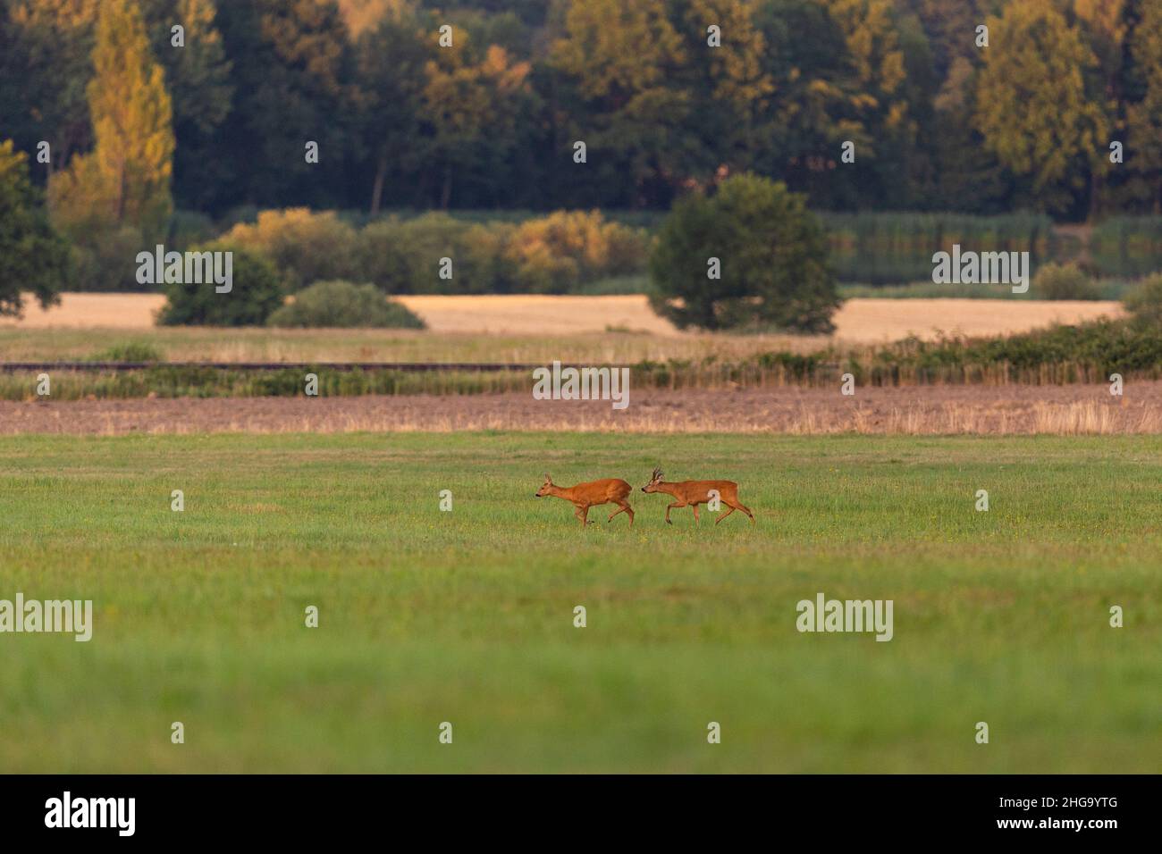 Roe deer male on the magical green grassland, european wildlife, wild ...