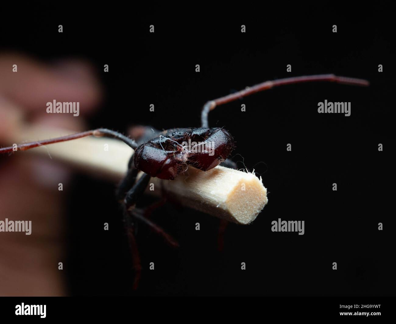 Close up shoot of Thelyphonida, an arachnid order comprising ...