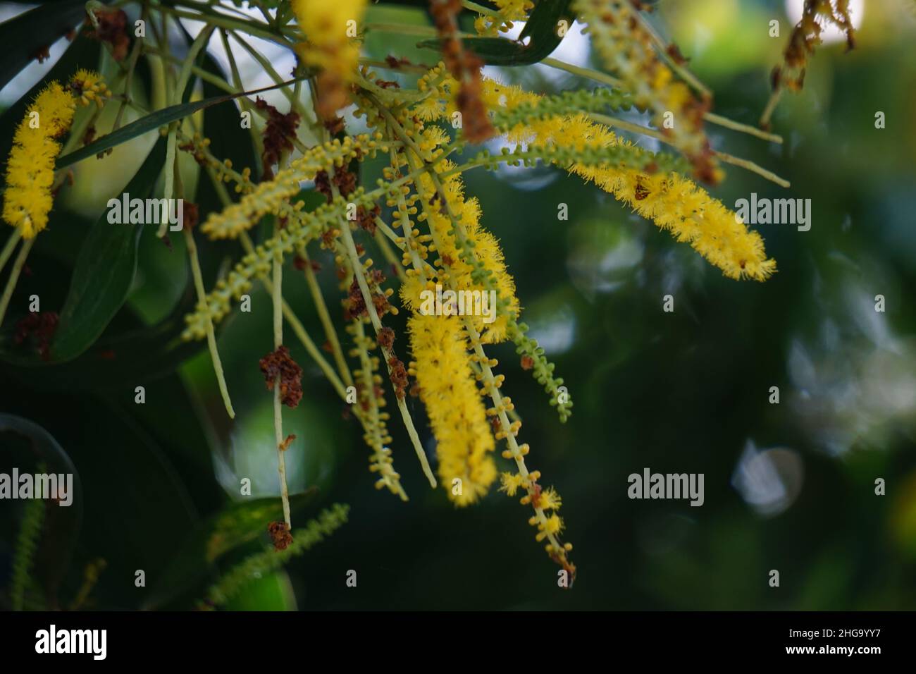 Acacia aneura flower (also called mulga, true mulga, akasia) with a ...