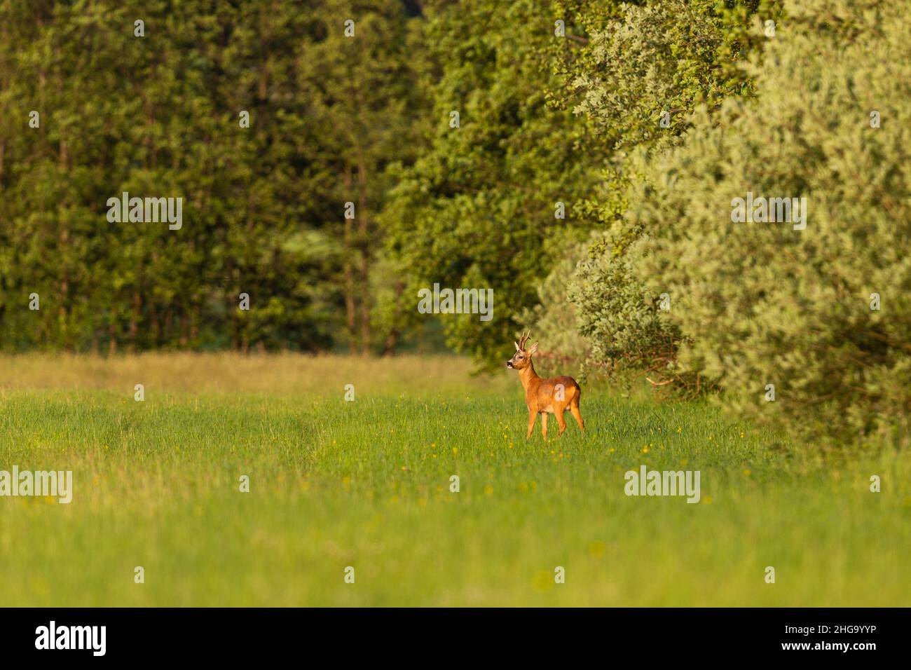 Roe deer male on the magical green grassland, european wildlife, wild ...