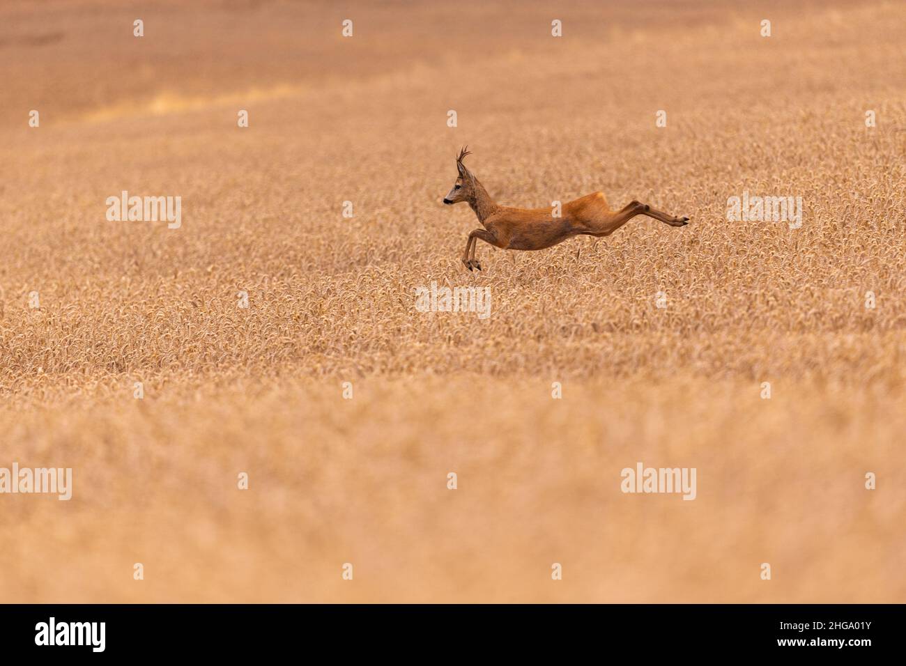 Male roe on field evening hi-res stock photography and images - Alamy
