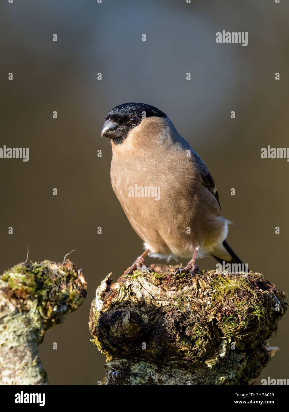 Female bullfinch hi-res stock photography and images - Alamy