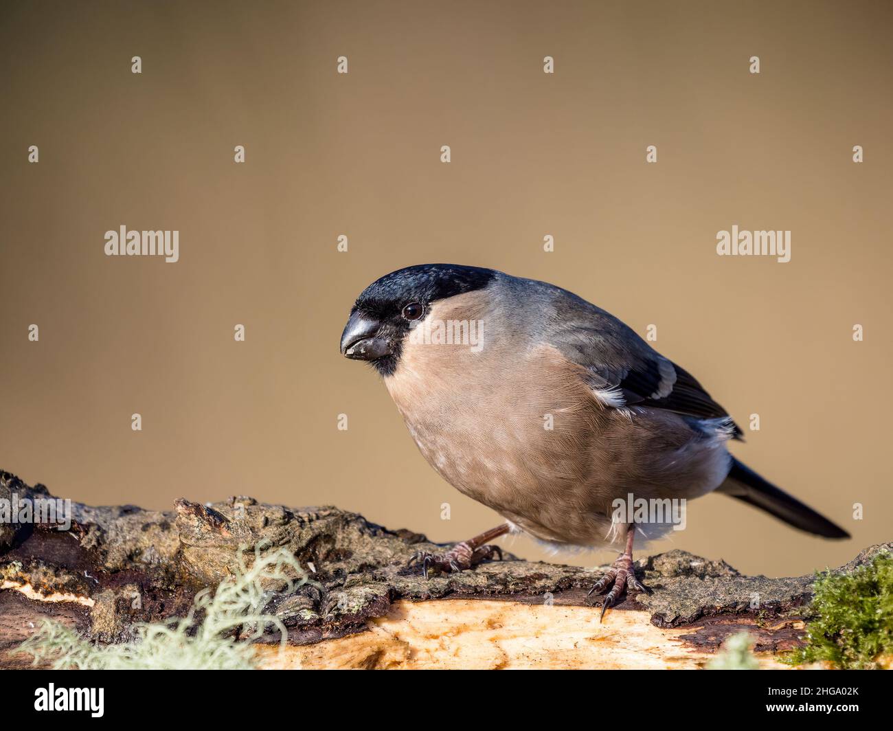 Female bullfinch hi-res stock photography and images - Alamy