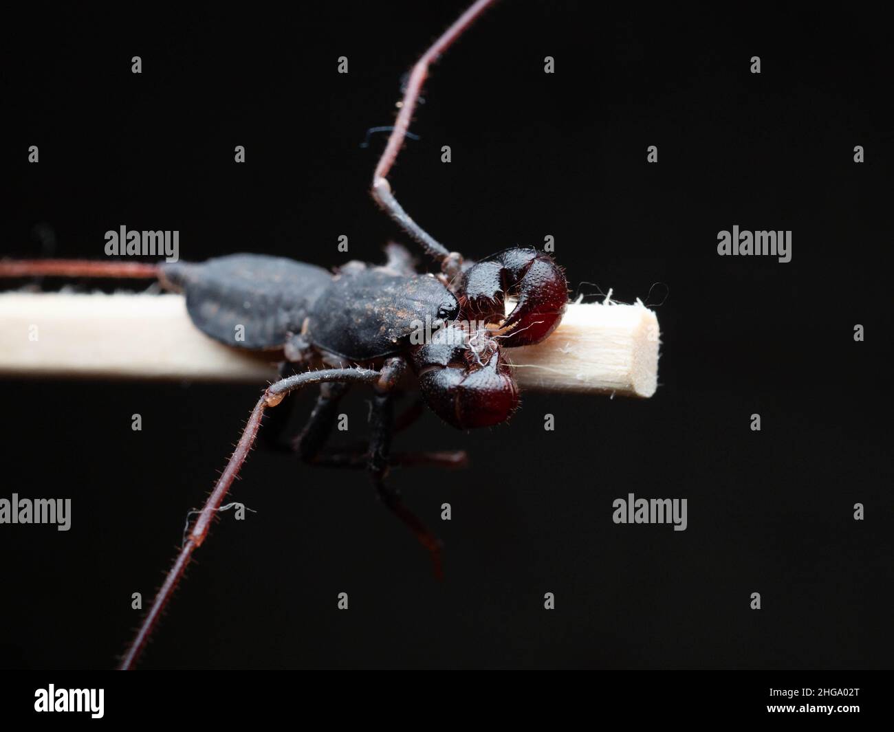 Close up shoot of Thelyphonida, an arachnid order comprising ...