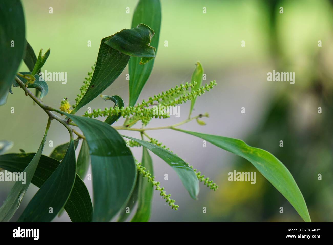 Acacia aneura flower (also called mulga, true mulga, akasia) with a ...