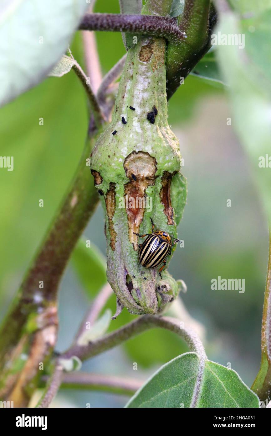 Colorado beetles hi-res stock photography and images - Alamy
