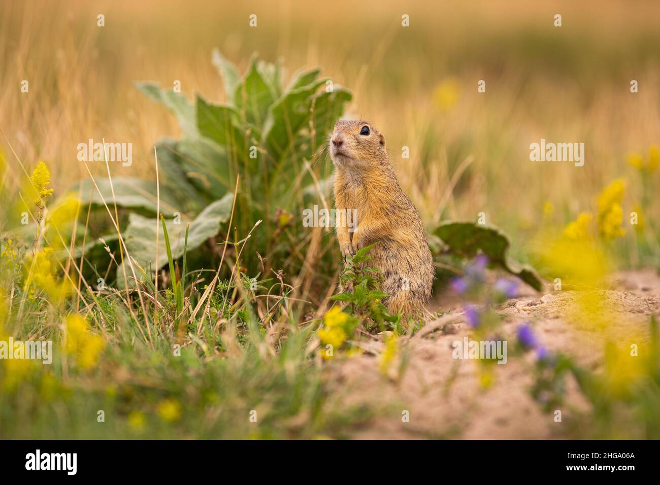 Common ground squirrel on blooming meadow. European suslik ...